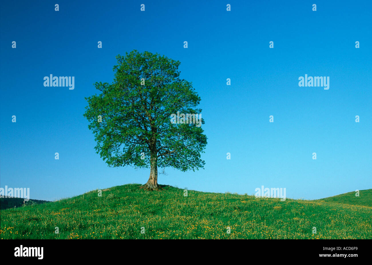 Sycamore Bavaria Germany Acer pseudoplatanus Stock Photo - Alamy