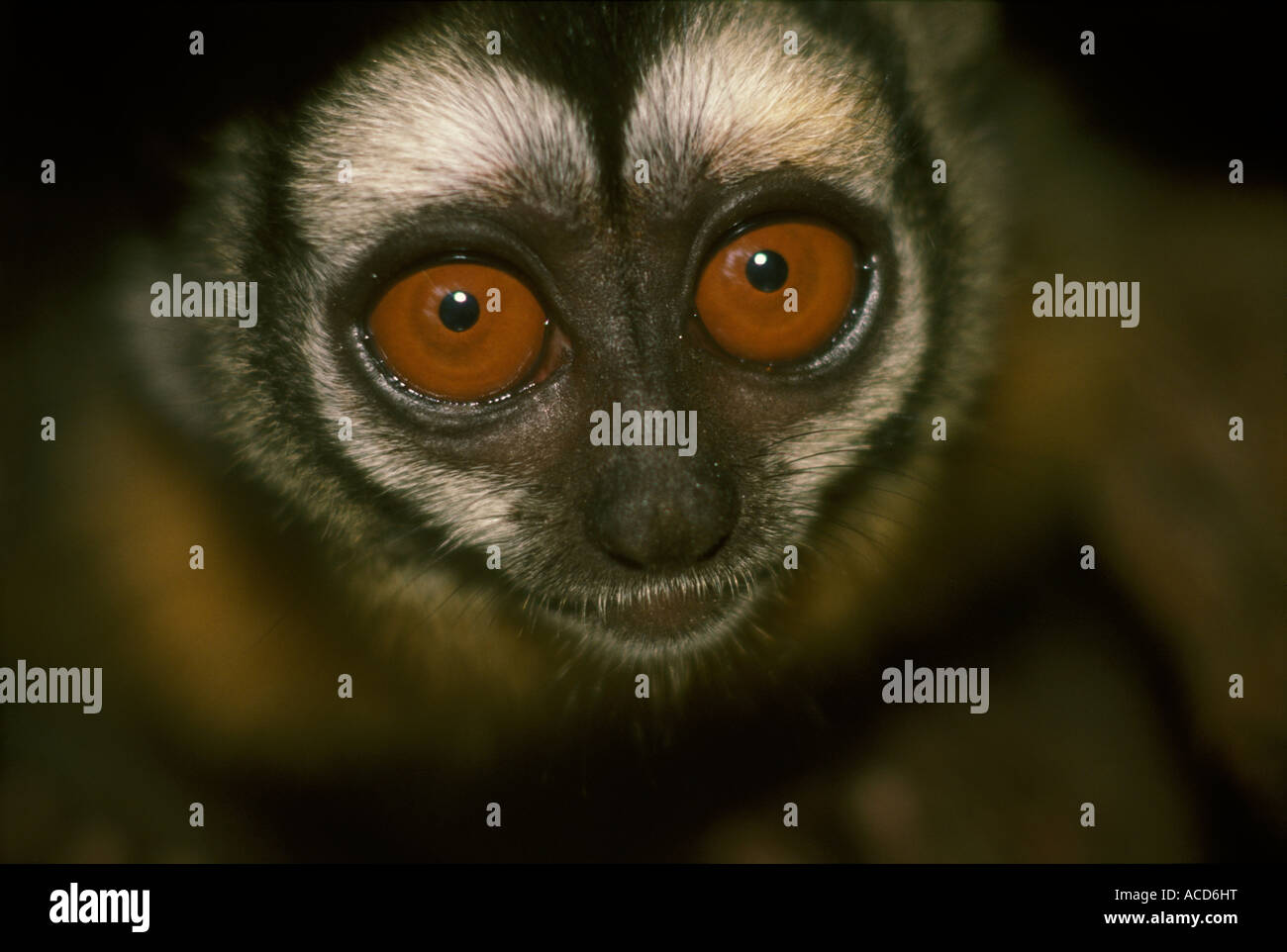 Macaco da noite hi-res stock photography and images - Alamy