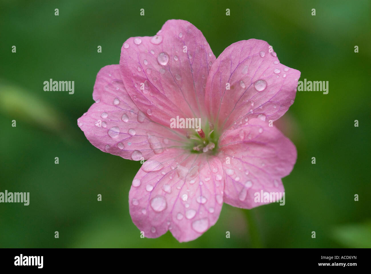 Pencilled geranium hi-res stock photography and images - Alamy