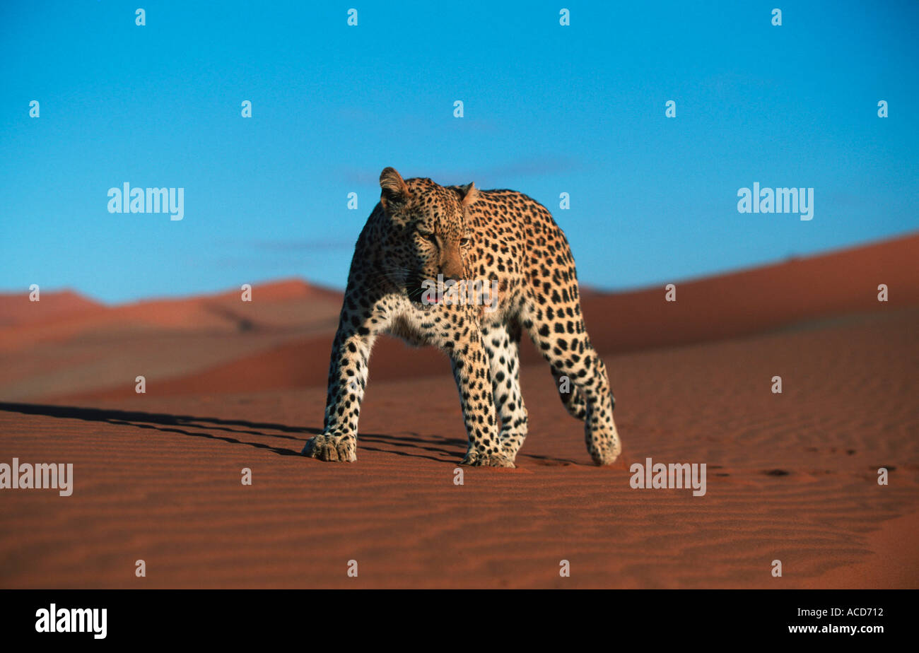 Leopard on sand dune Namibia Panthera pardus Stock Photo - Alamy