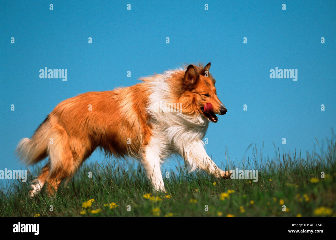 Bewegung running hi-res stock photography and images - Alamy