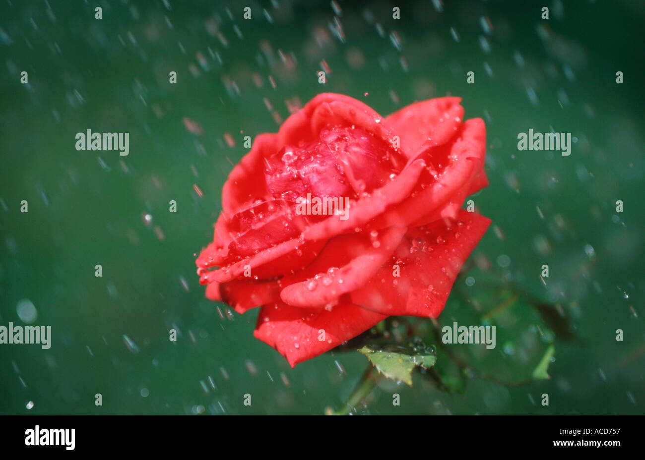 One red rose water splash hi-res stock photography and images - Alamy