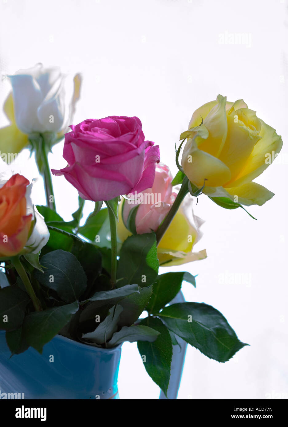 Roses in different colours Stock Photo - Alamy