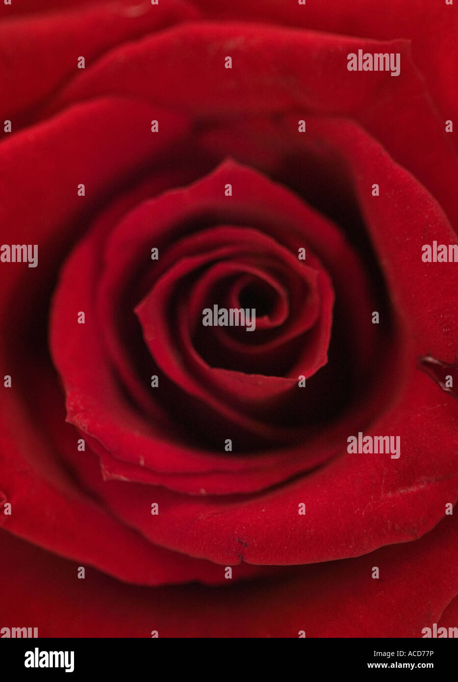 @a red rose hi-res stock photography and images - Alamy