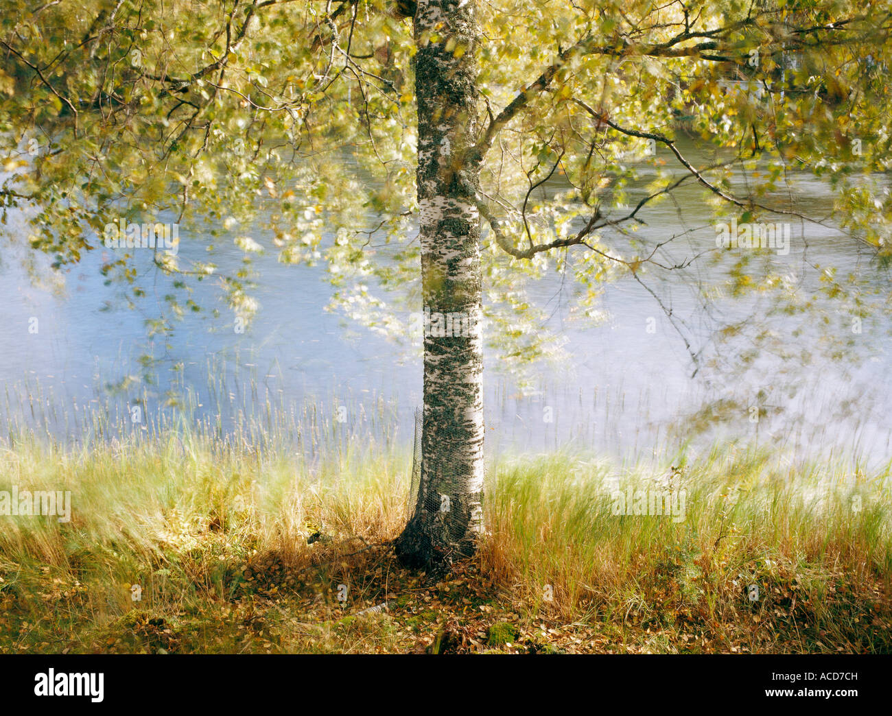 A birch by a lake Stock Photo - Alamy
