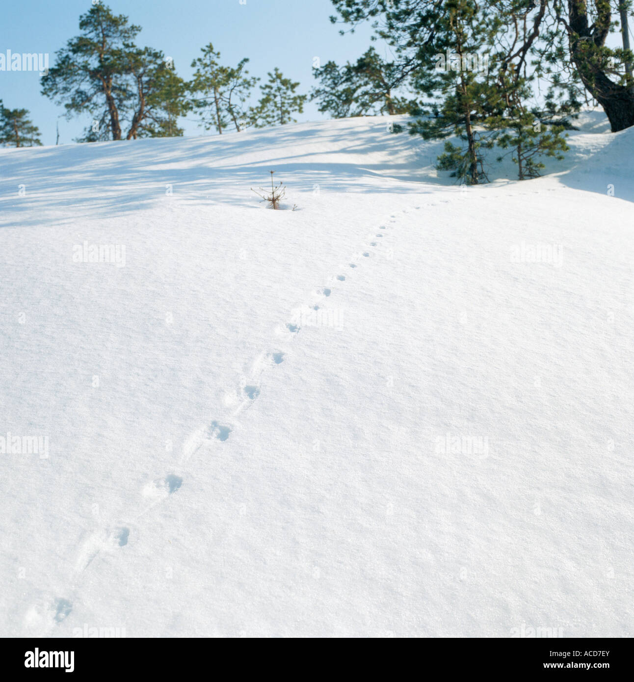 Imprints in snow Stock Photo - Alamy
