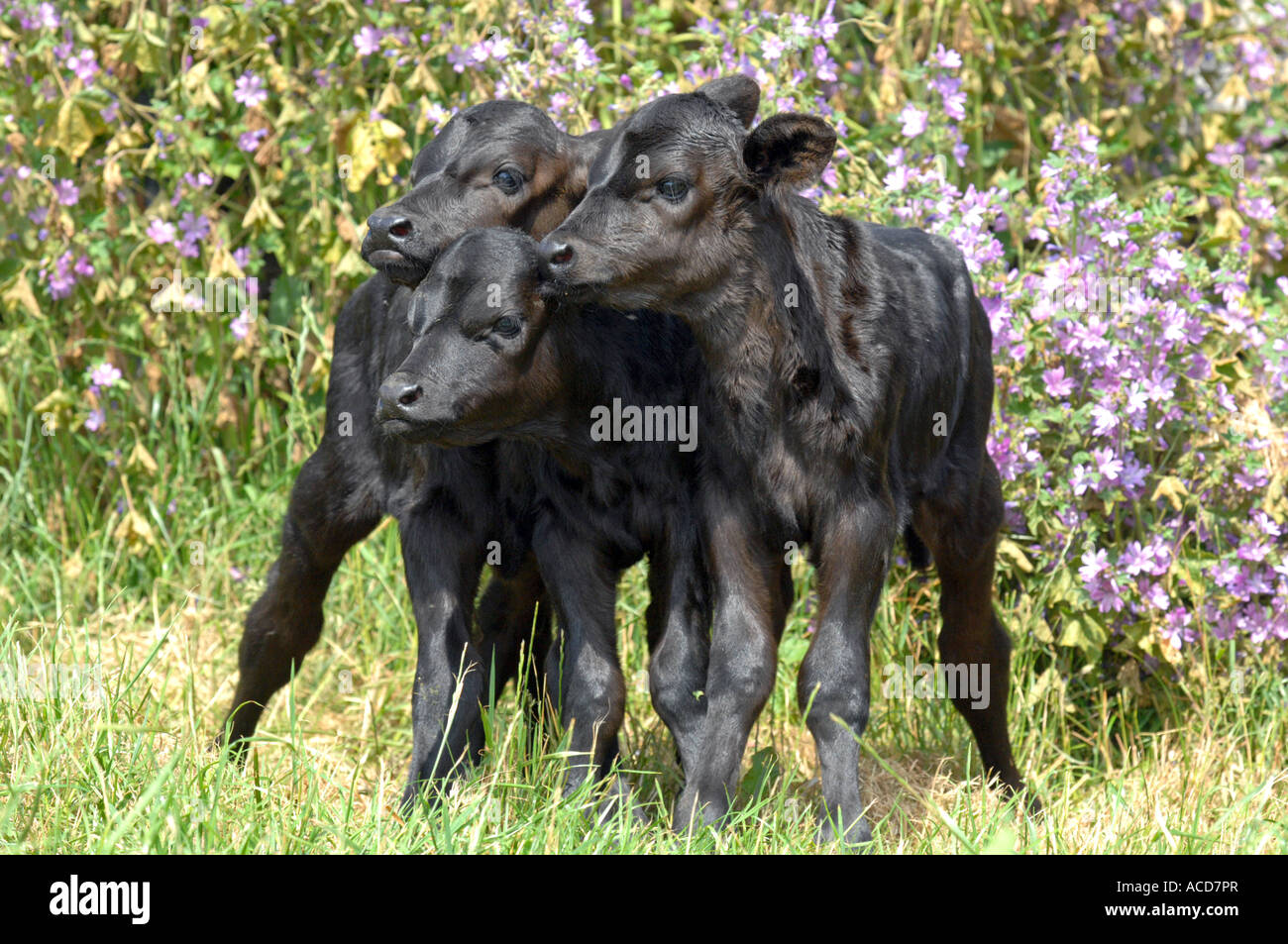 Rare triplet calves Stock Photo - Alamy