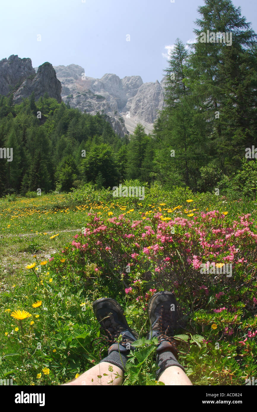 Steiner Alpen mit Almrausch oberhalb des Tales Logarska Dolina an der ...