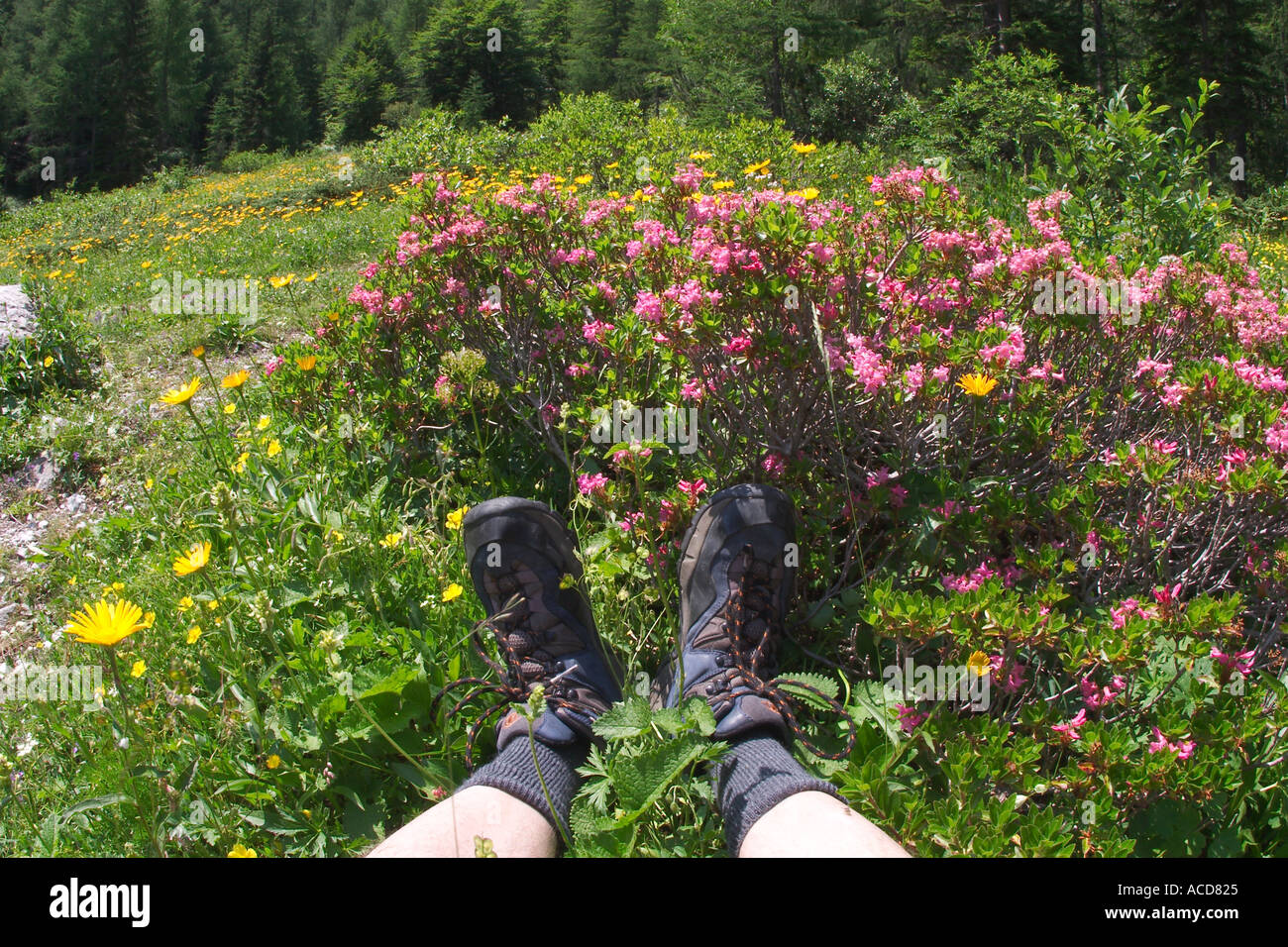 Steiner Alpen mit Almrausch oberhalb des Tales Logarska Dolina an der ...