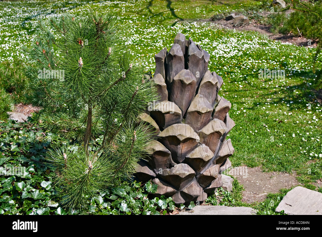 Giant Pine Cone High Resolution Stock Photography and Images - Alamy