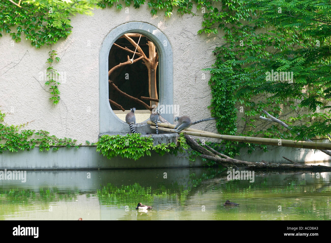 im Tierpark Hellabrunn München Bayern Hellabrunn zoo Munich Bavaria ...