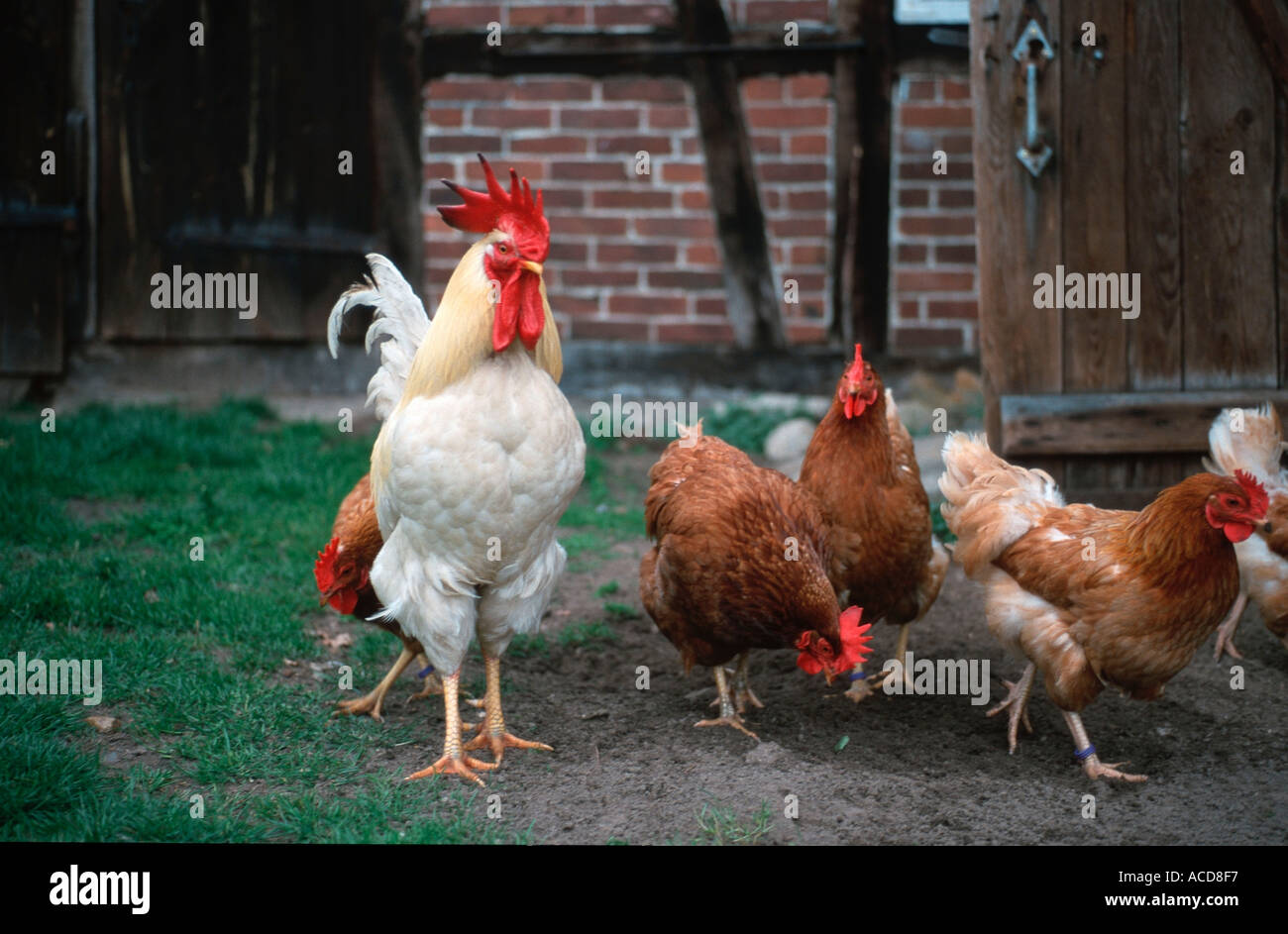 Free range domestic fowl rooster and hens Lower Saxony Germany Stock ...