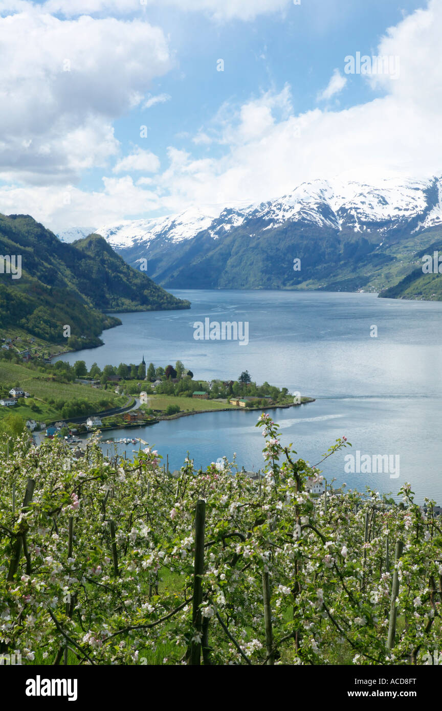 Apple blossom and orchards above Lofthus and Sorfjorden, Ullensvang ...