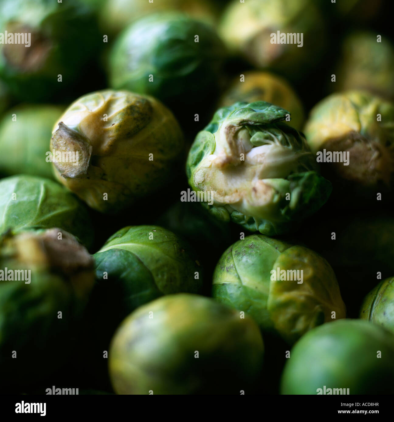 C sprouts hi-res stock photography and images - Alamy