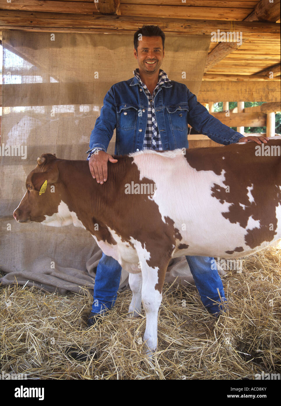 Cowboy and cow Stock Photo - Alamy