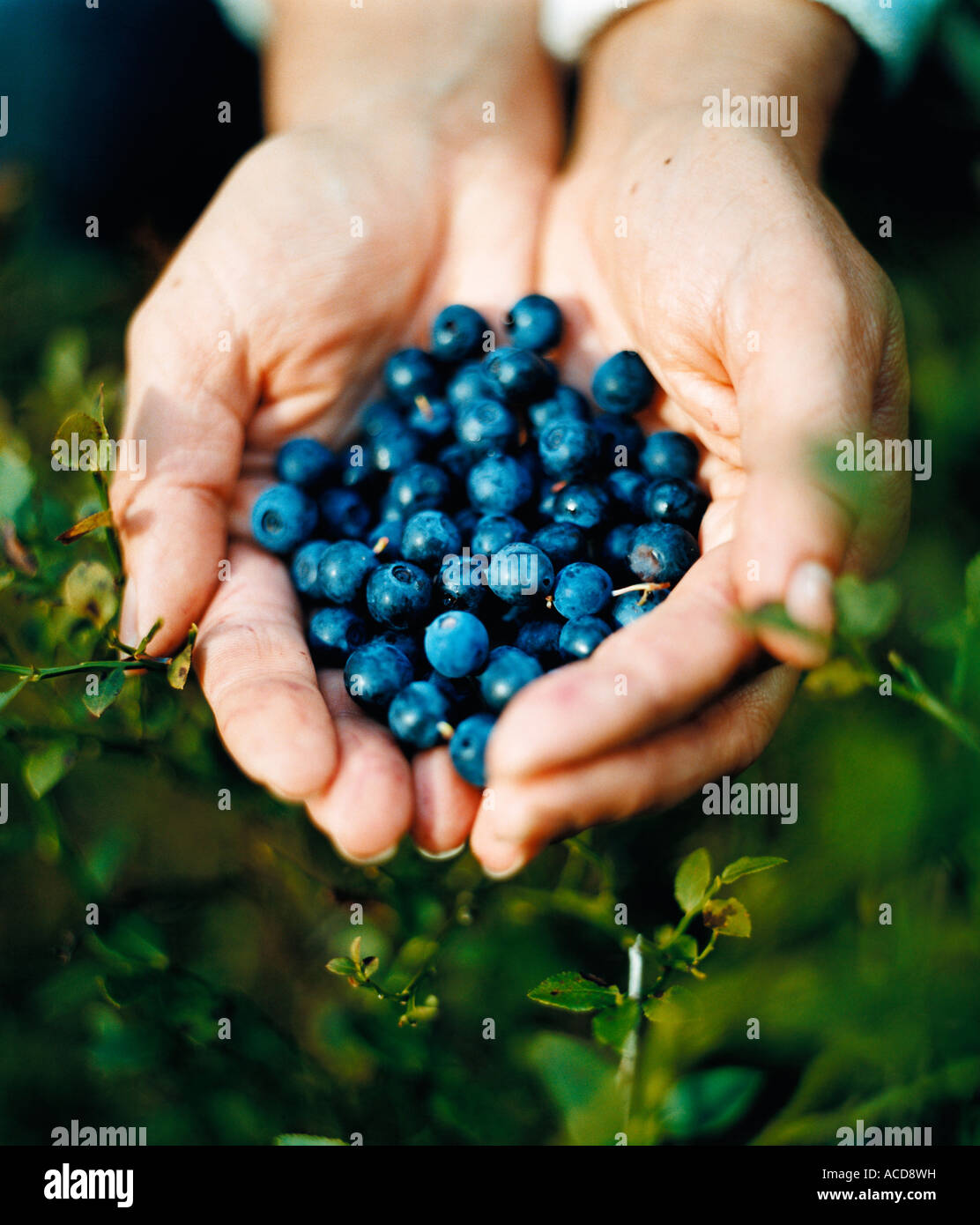 Two hands filled with blueberries close-up Stock Photo - Alamy