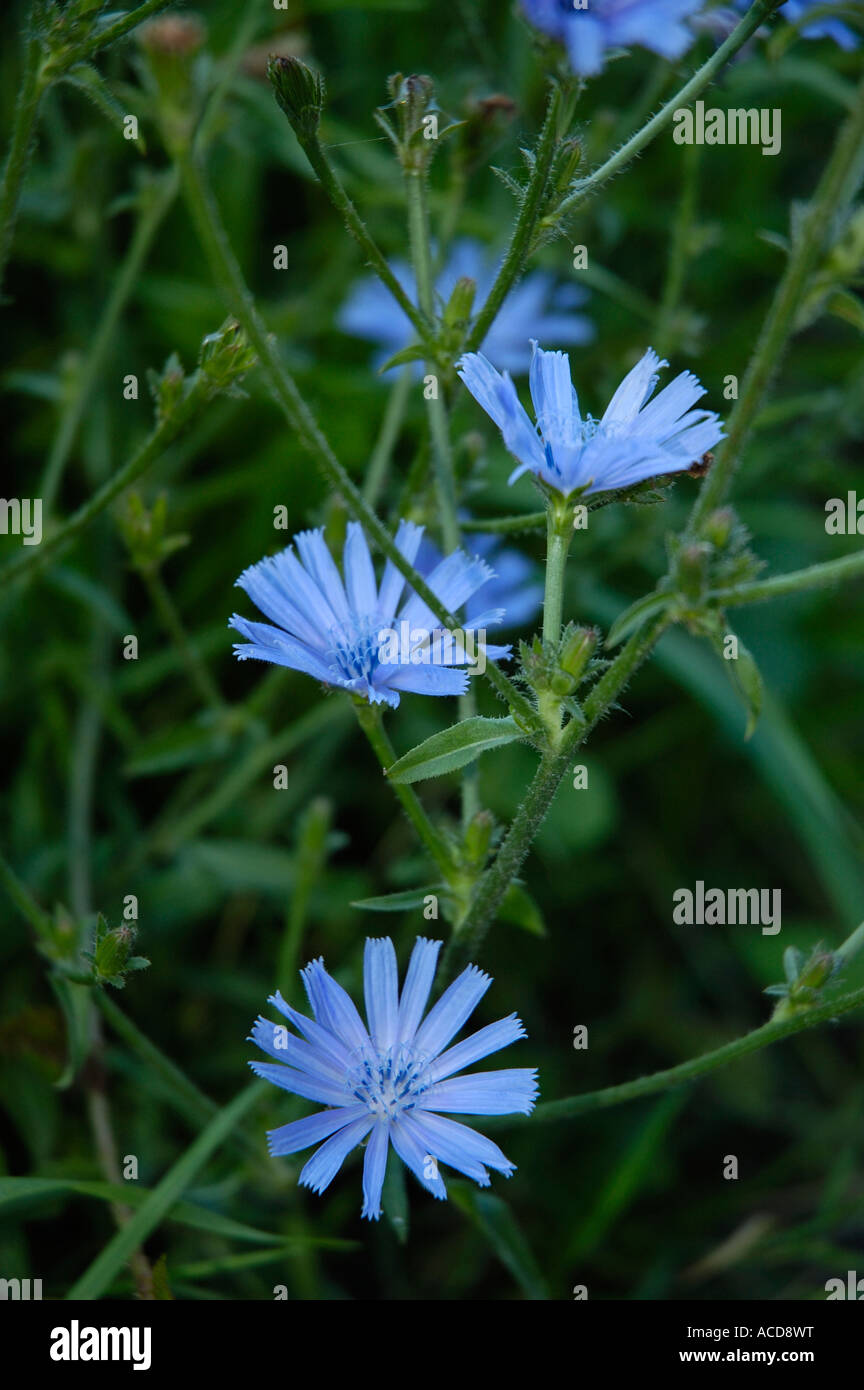 Chicory Cichorium intybus in flower Stock Photo - Alamy