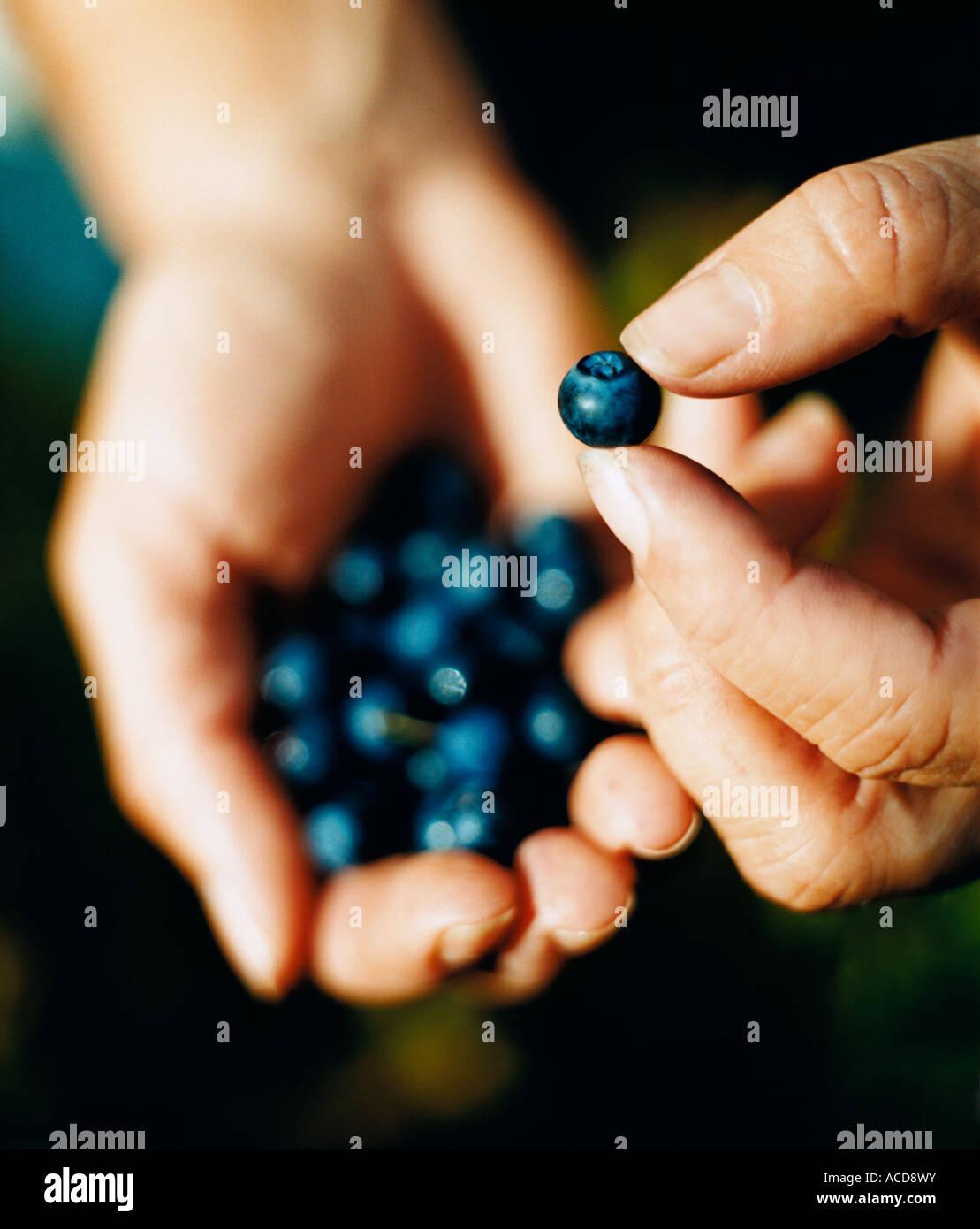 A hand holding a blueberry and a hand in the background filled with ...