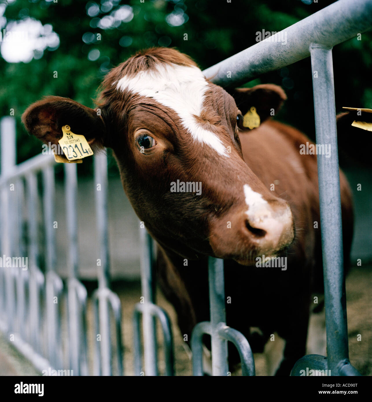 Cow and gate hi-res stock photography and images - Alamy
