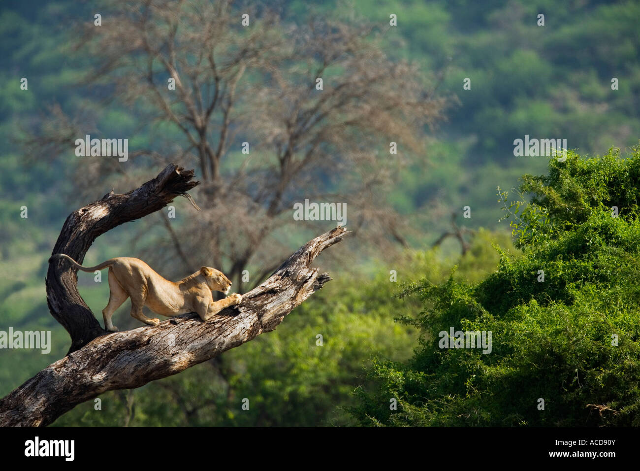 Lioness scratching claws on dead tree trunk Samburu National Nature ...