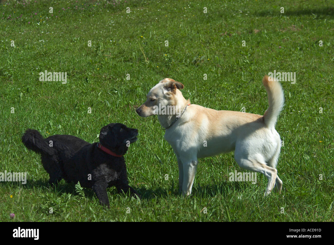 Two little dogs Stock Photo - Alamy