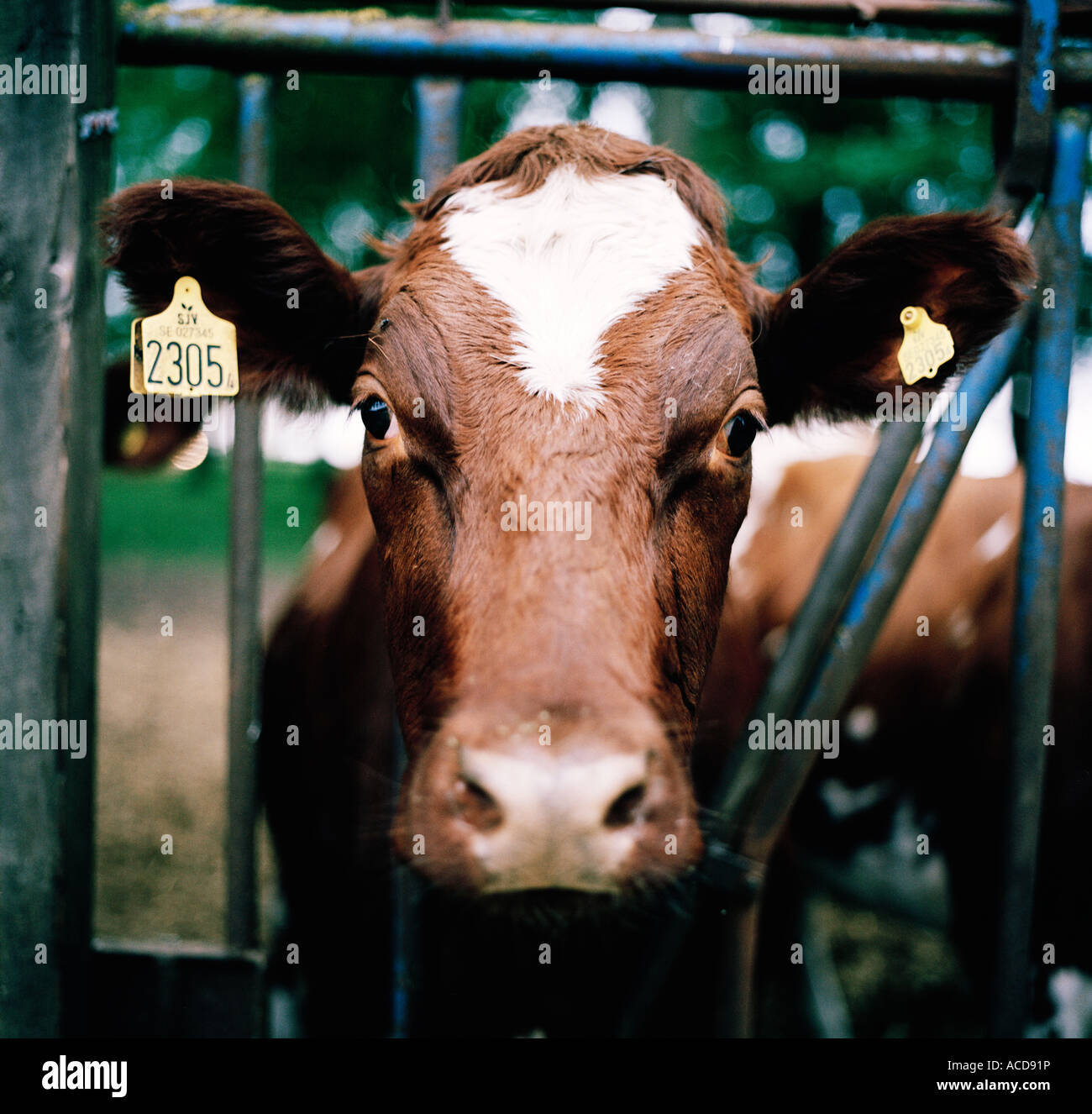 A brown earmarked cow Stock Photo - Alamy