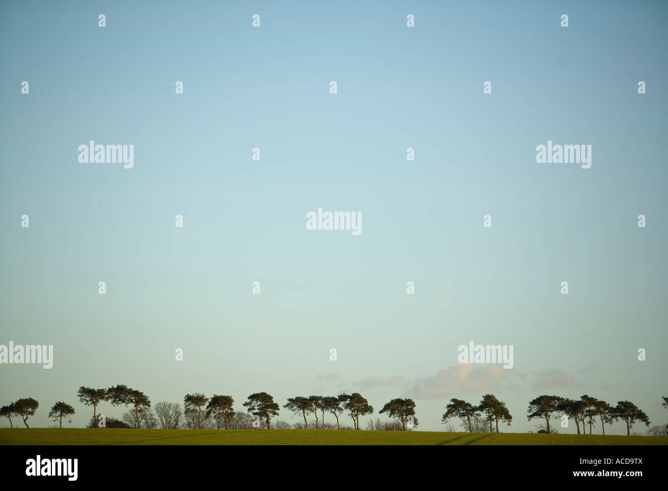 Trees on skyline in Norfolk Stock Photo - Alamy