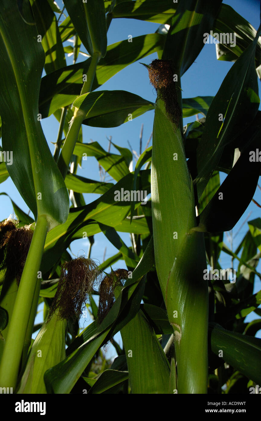 Corn field growing Stock Photo - Alamy