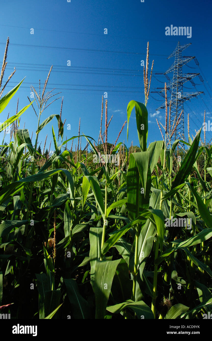 Corn field growing against dark blue sky with power lines and tower ...