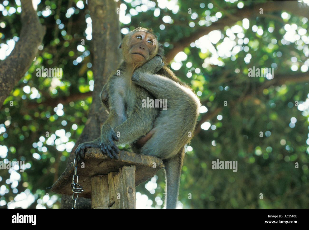 Chained monkey hi-res stock photography and images - Alamy