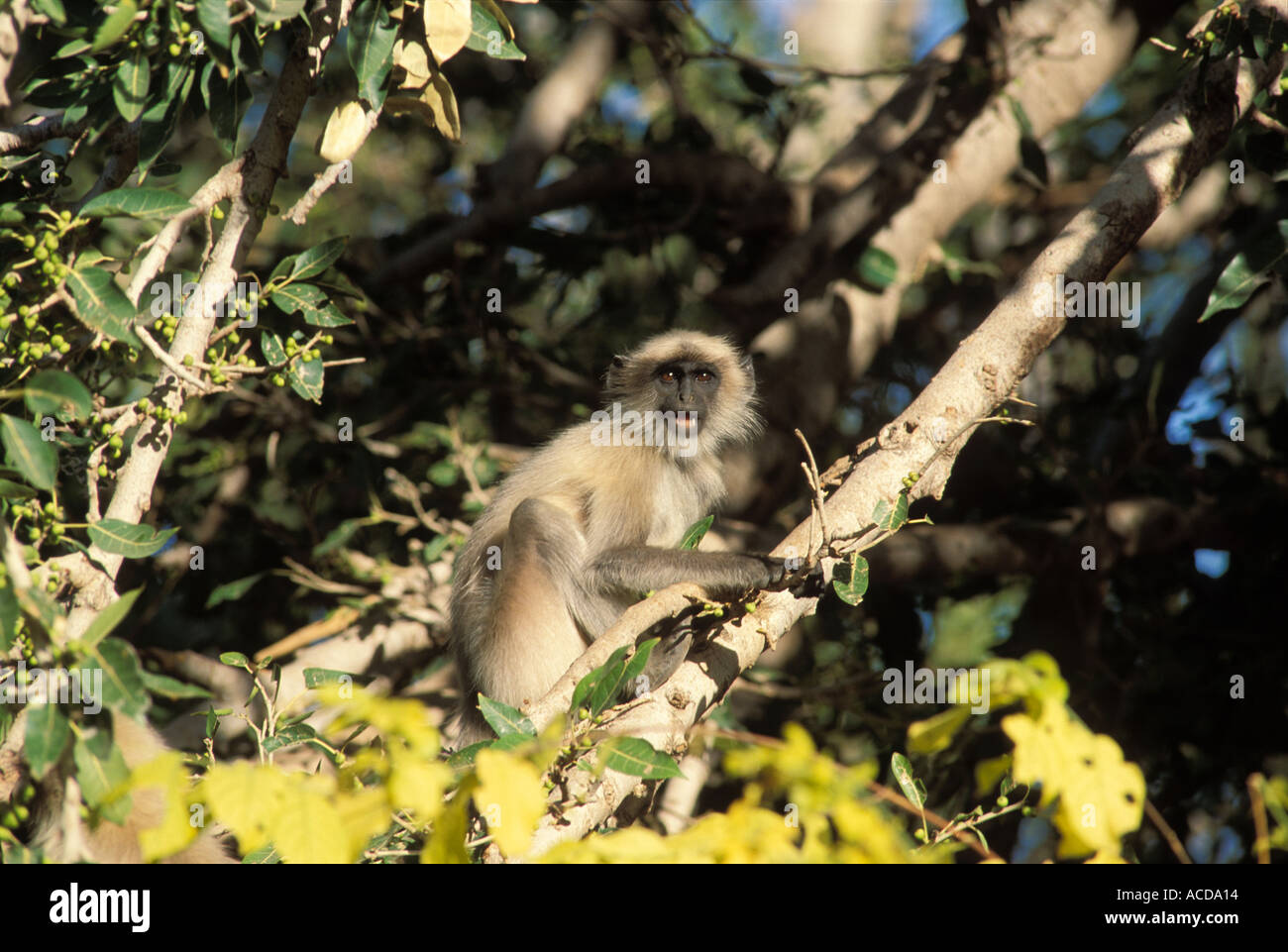 Hanuman monkey Presbytis entellus India Stock Photo - Alamy