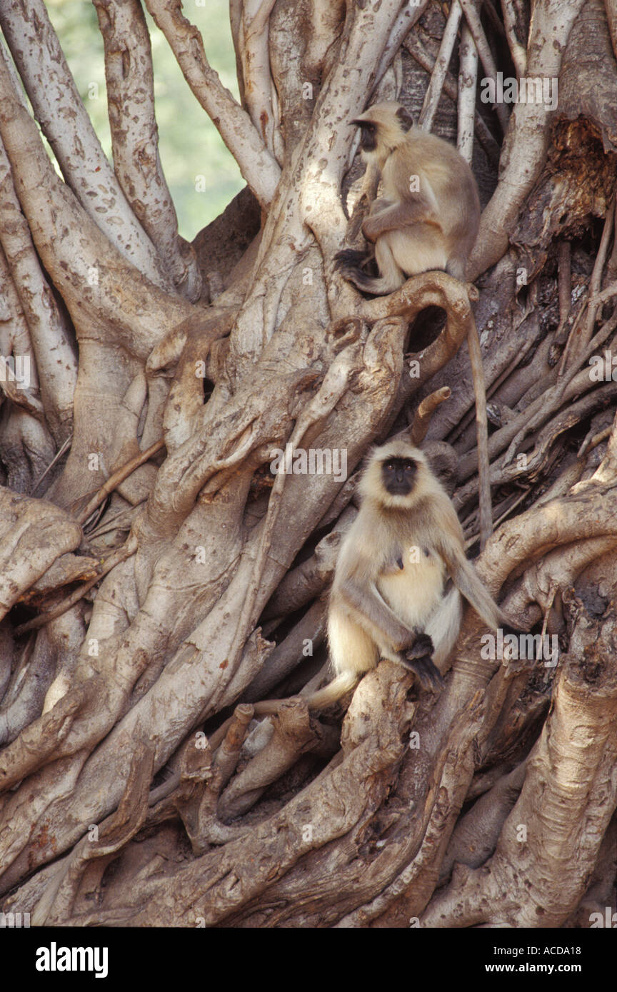 Hanuman monkeys Presbytis entellus India Stock Photo - Alamy