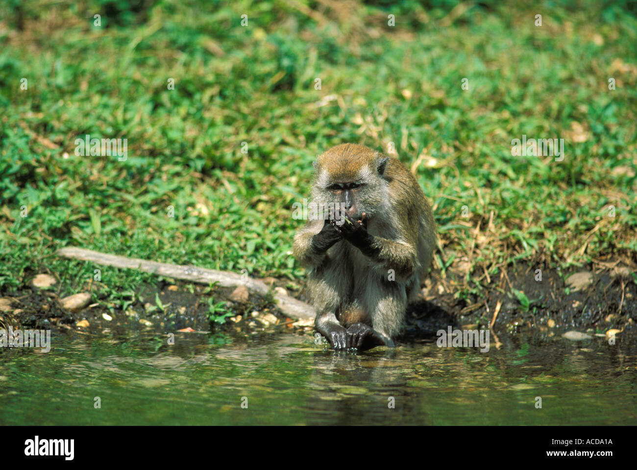 Java Macaque Macaca fascicularis drinking Stock Photo - Alamy