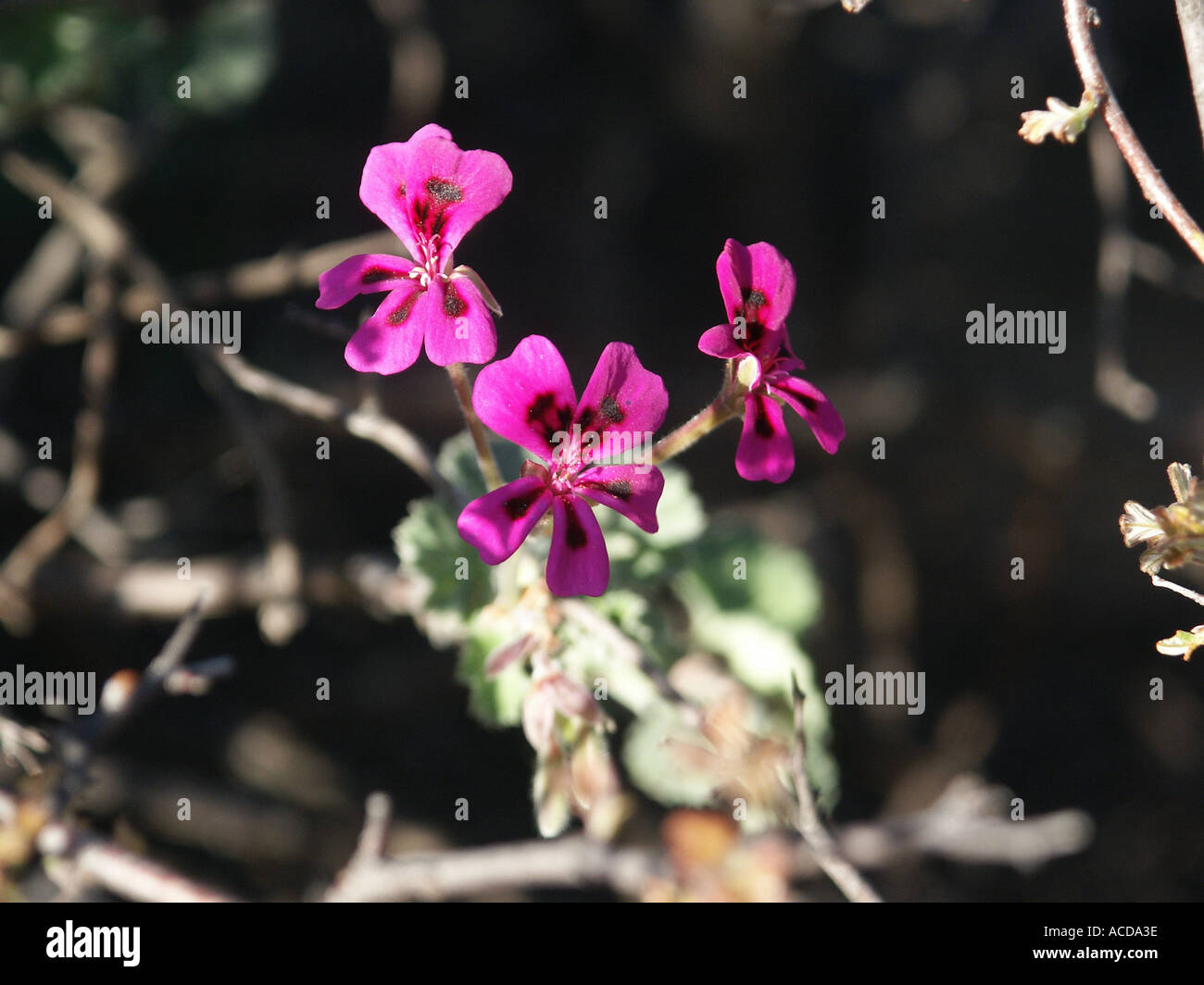 Bobbejaan hi-res stock photography and images - Alamy