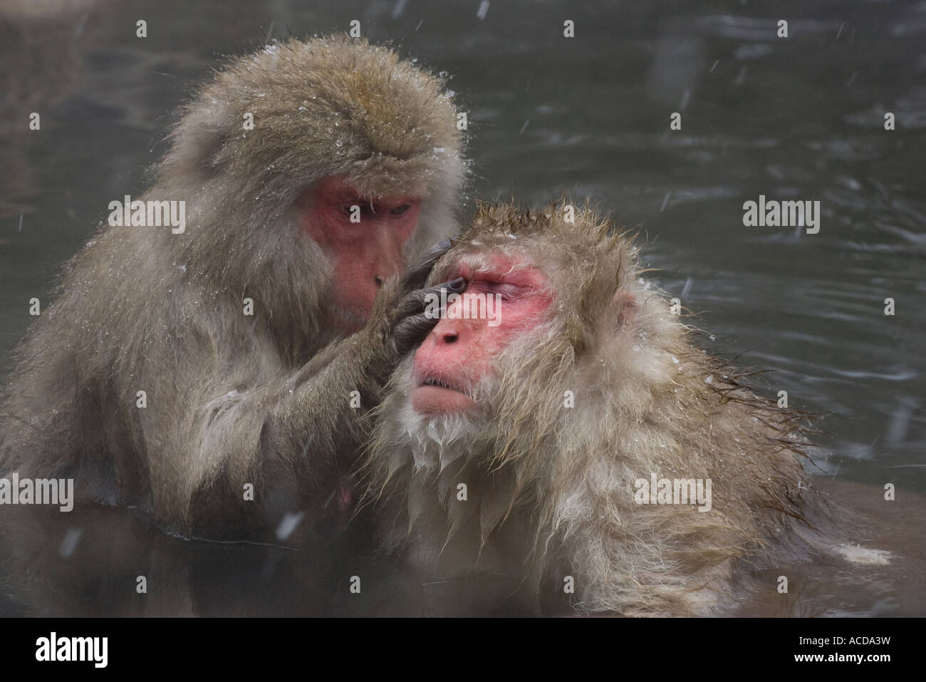 Japanese monkeys hi-res stock photography and images - Alamy