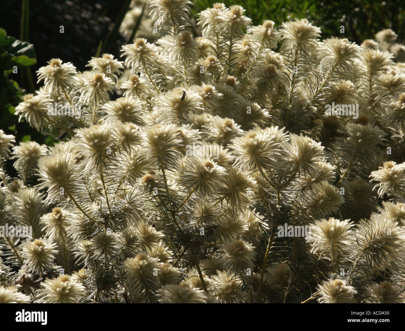 Phylica pubescens Featherhead Stock Photo - Alamy