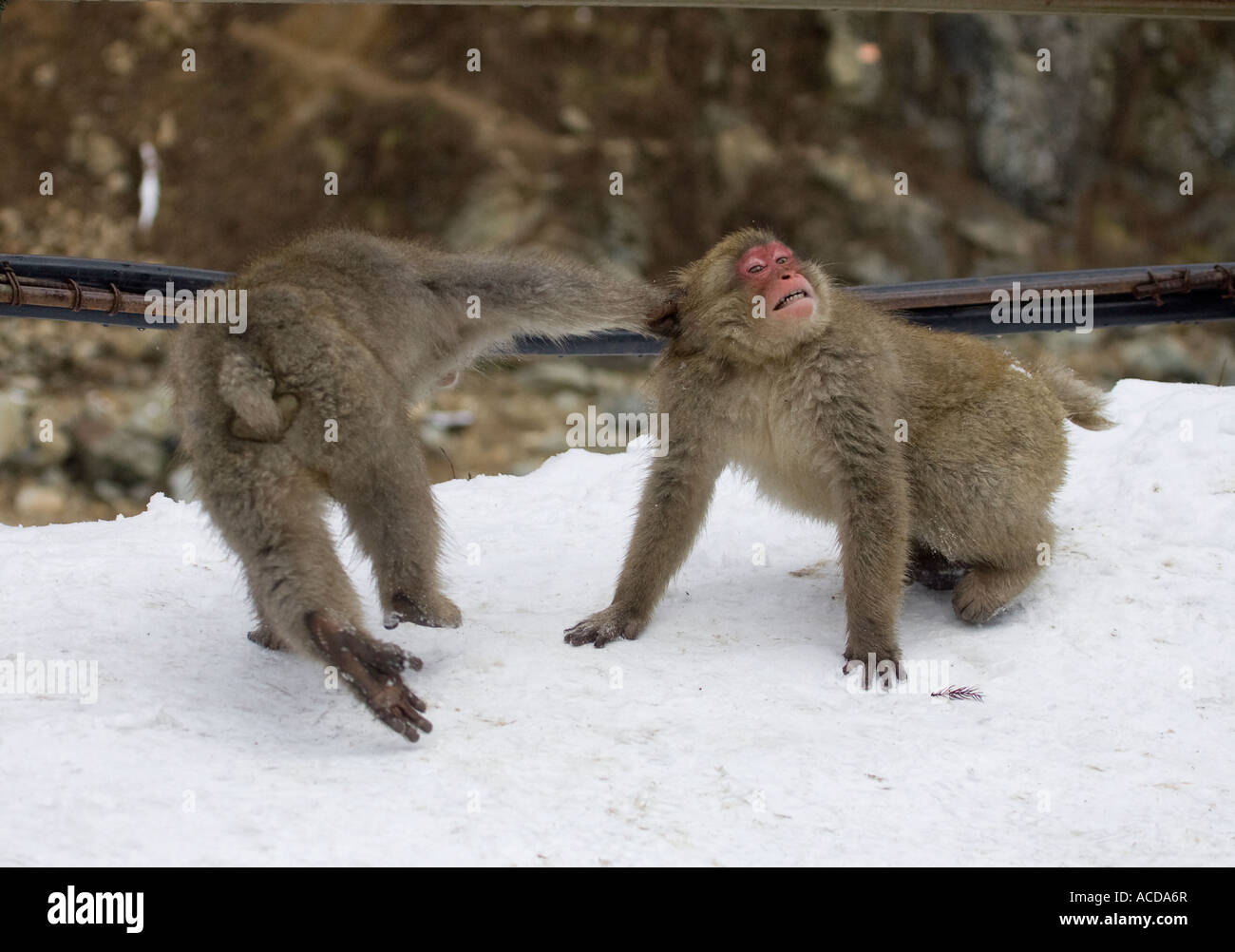 Japanese macaques fighting hi-res stock photography and images - Alamy