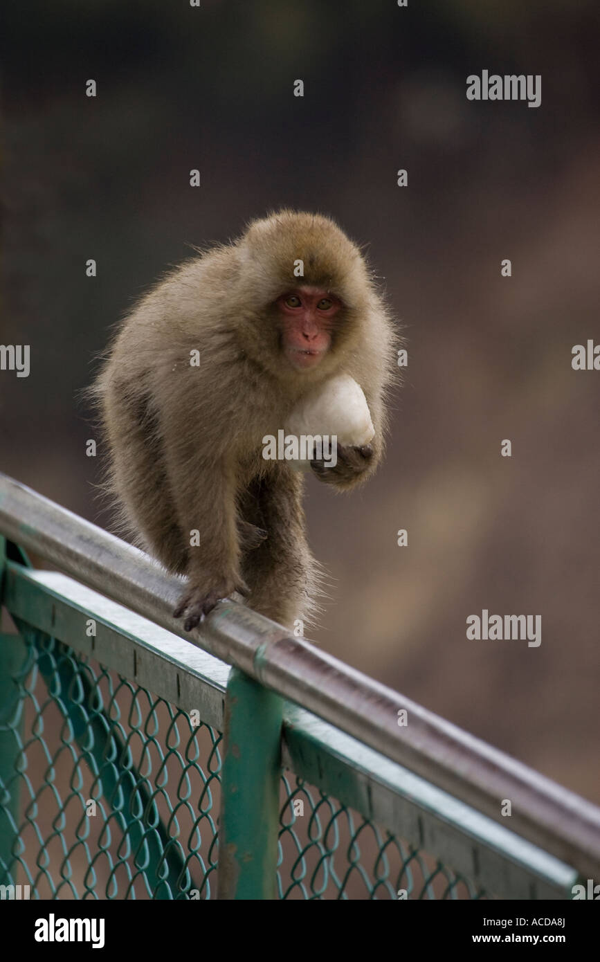 Young snow monkey carrying snow ball hi-res stock photography and ...