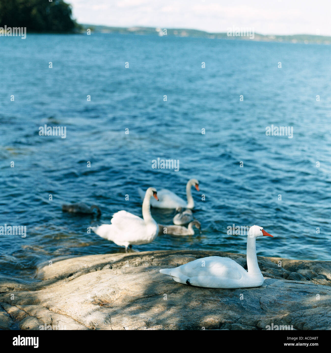 Three swans in the sea Stock Photo - Alamy