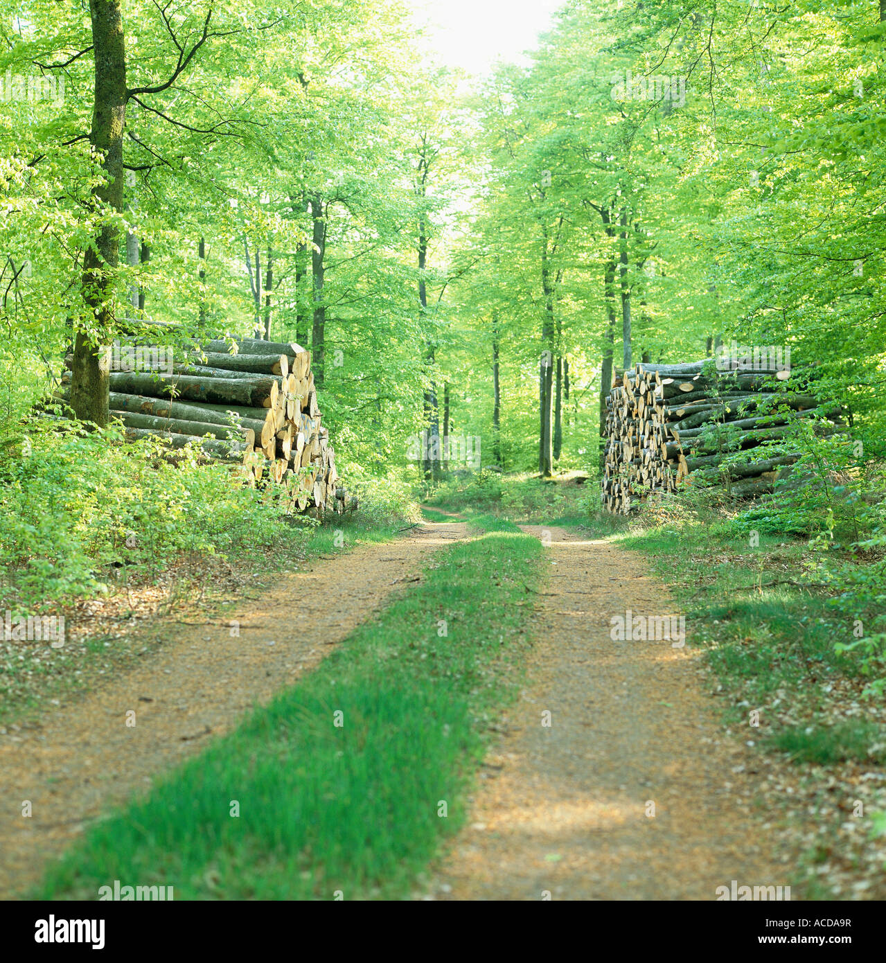 A road in a forest Stock Photo - Alamy