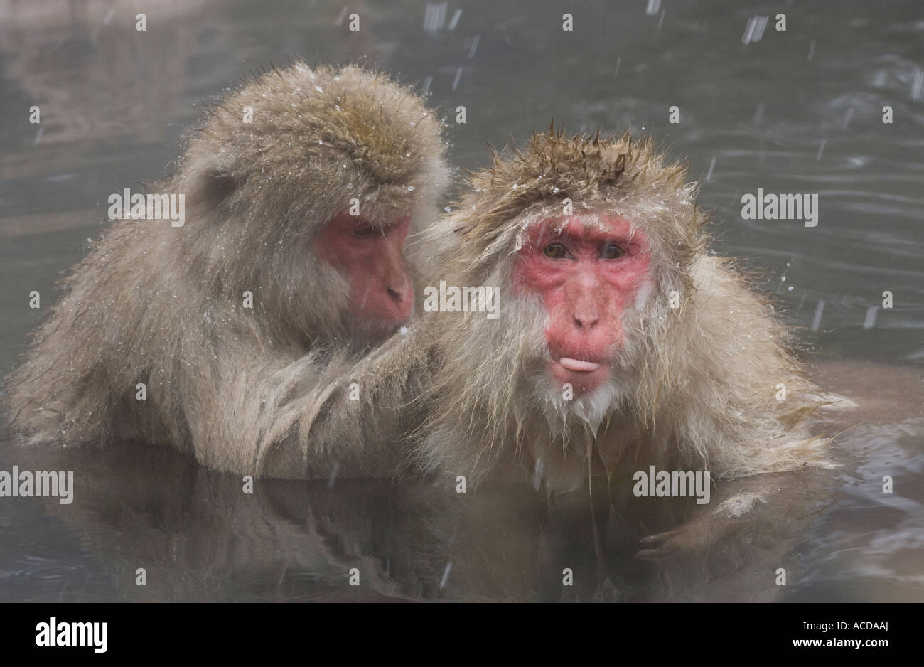 Preening monkeys hi-res stock photography and images - Alamy