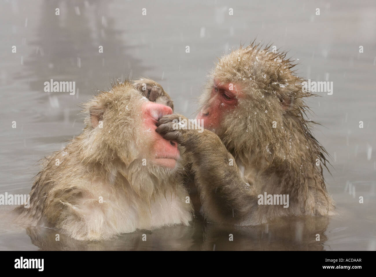 Snow Monkeys Grooming in Snow Stock Photo - Alamy