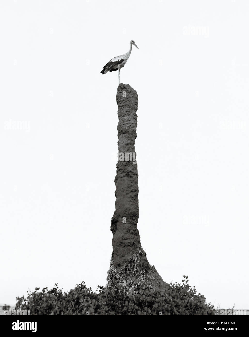 A stork standing on a very high rock Stock Photo - Alamy