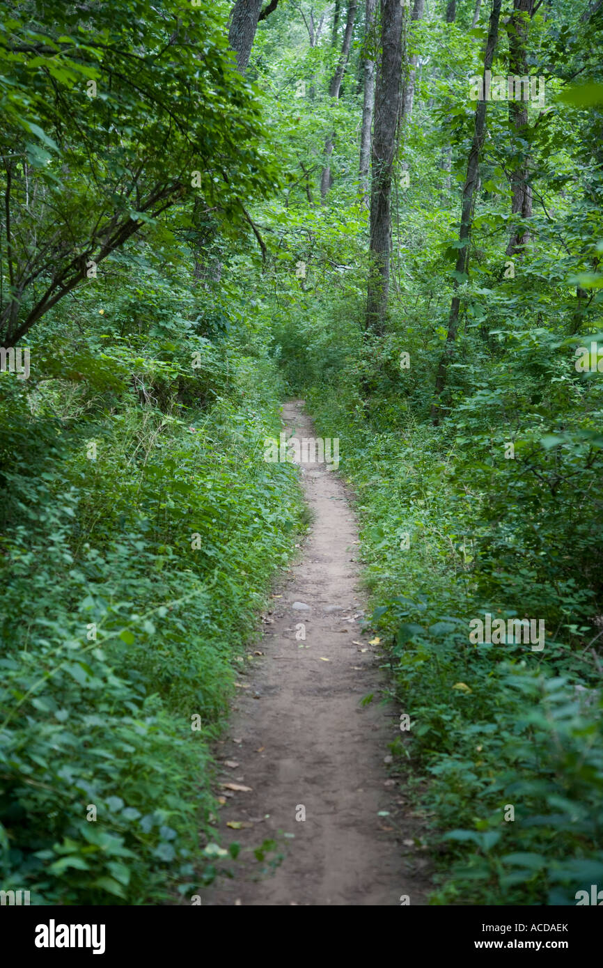 Empty trail through woods hi-res stock photography and images - Alamy