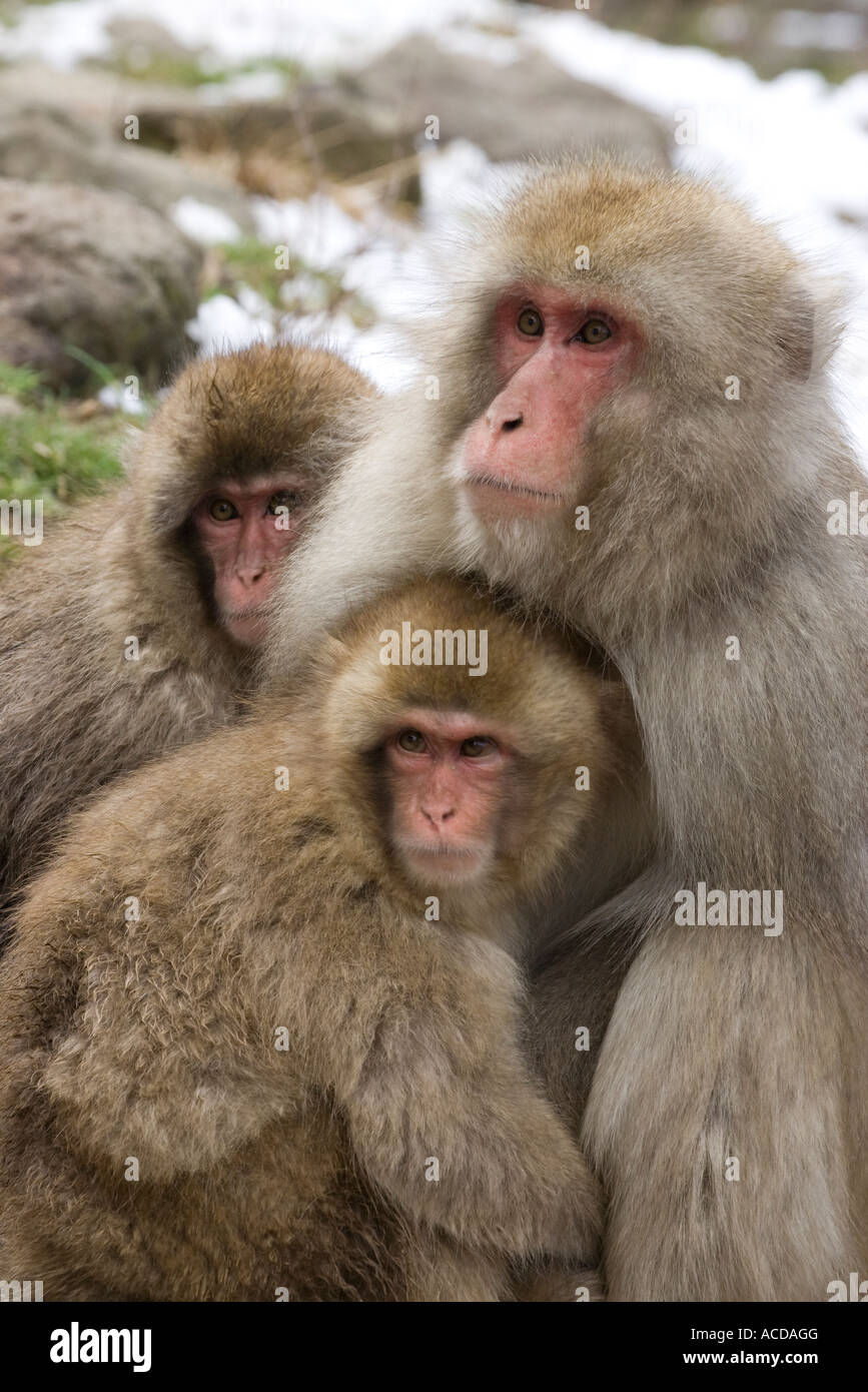 Worried monkey hi-res stock photography and images - Alamy