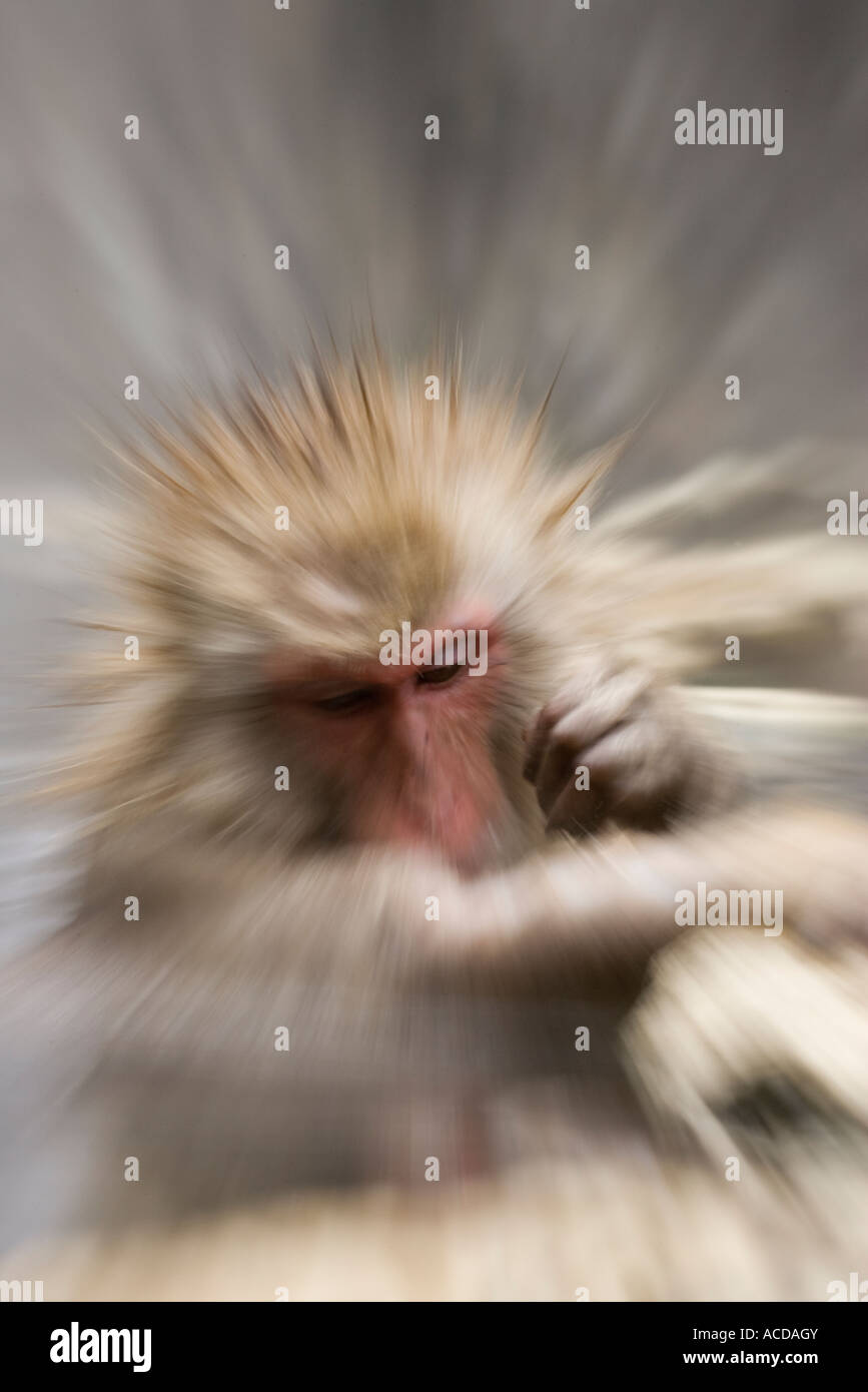 Snow Monkey in Camera Artistic Zoom Blur Stock Photo - Alamy