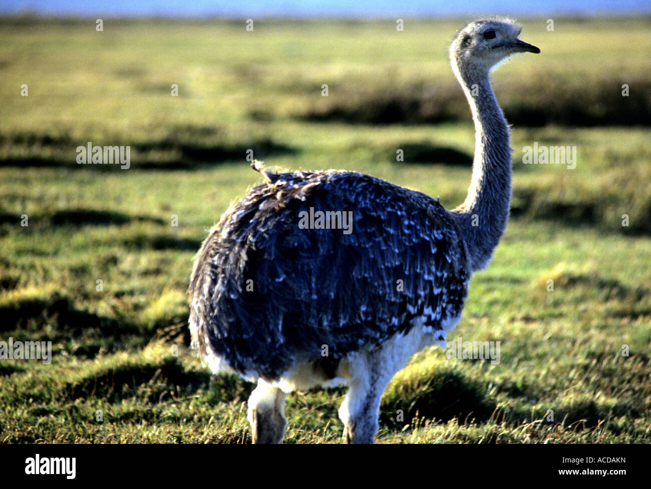 Nandu hi-res stock photography and images - Alamy