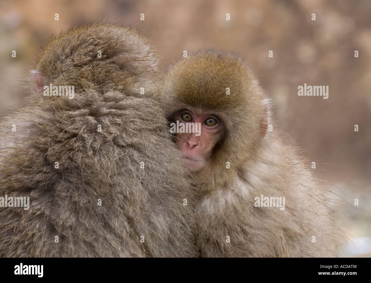 Young Snow Monkey Huddling with mom Stock Photo - Alamy