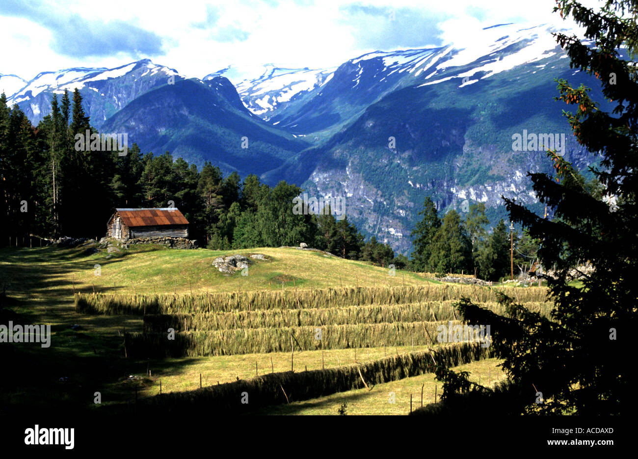 Norway Norwegian Scandinavian Scandinavia Mountains Farm Stock Photo ...