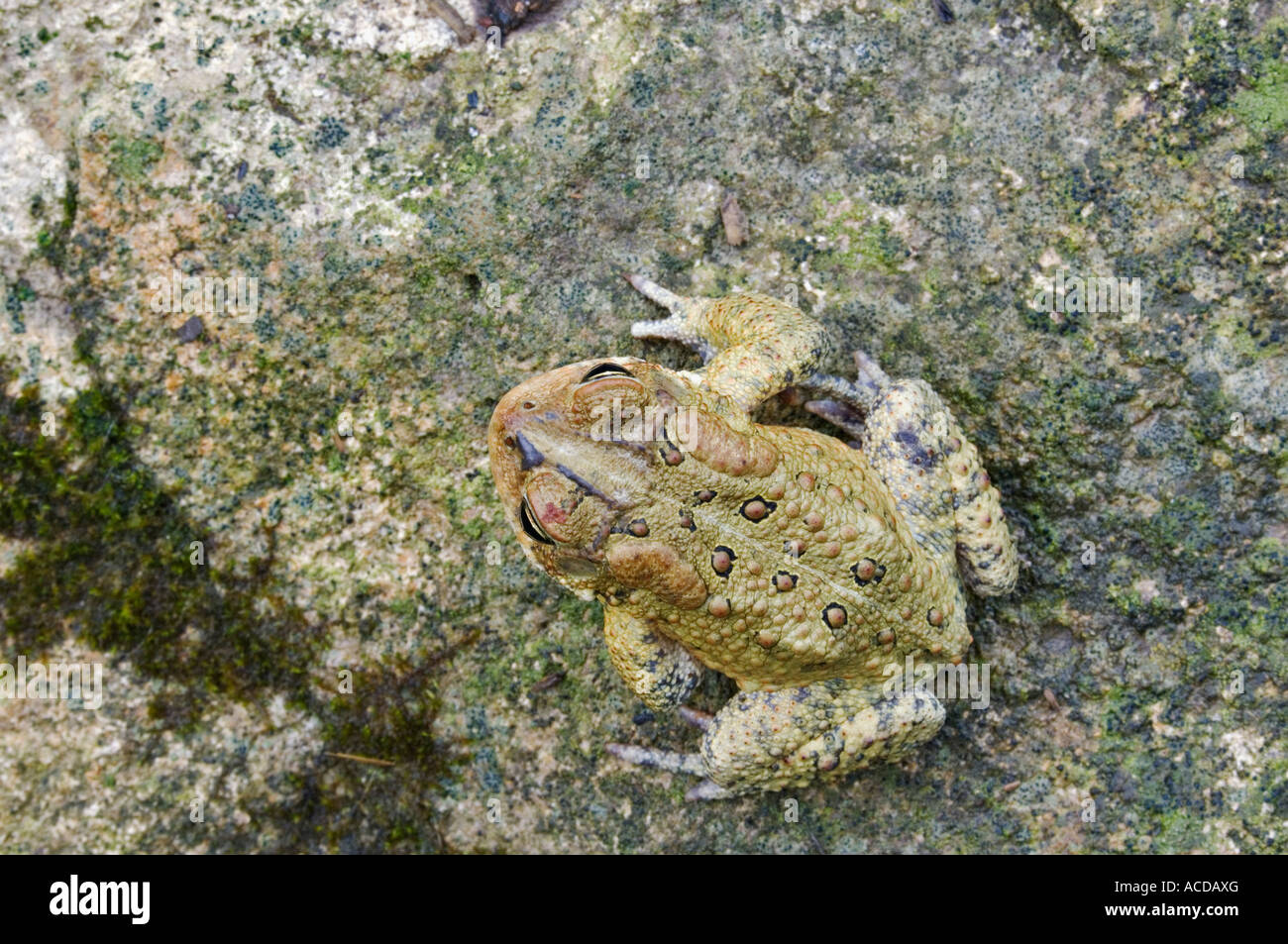 American toad hi-res stock photography and images - Alamy